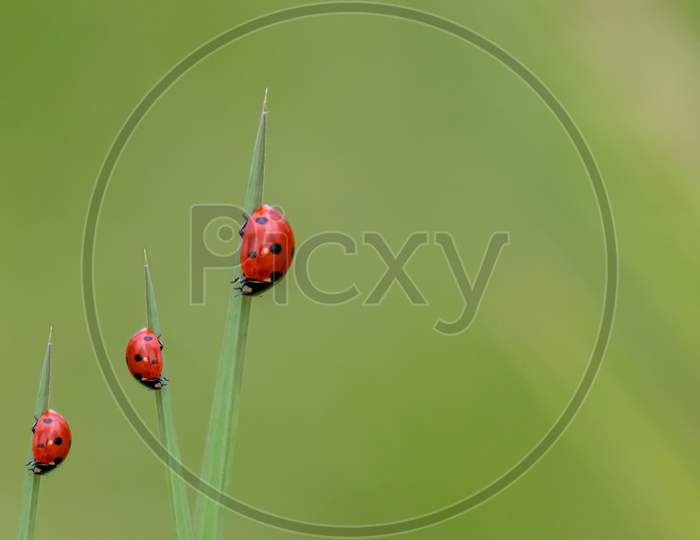 Image of Beautiful black dotted red ladybugs climbing plant with ...