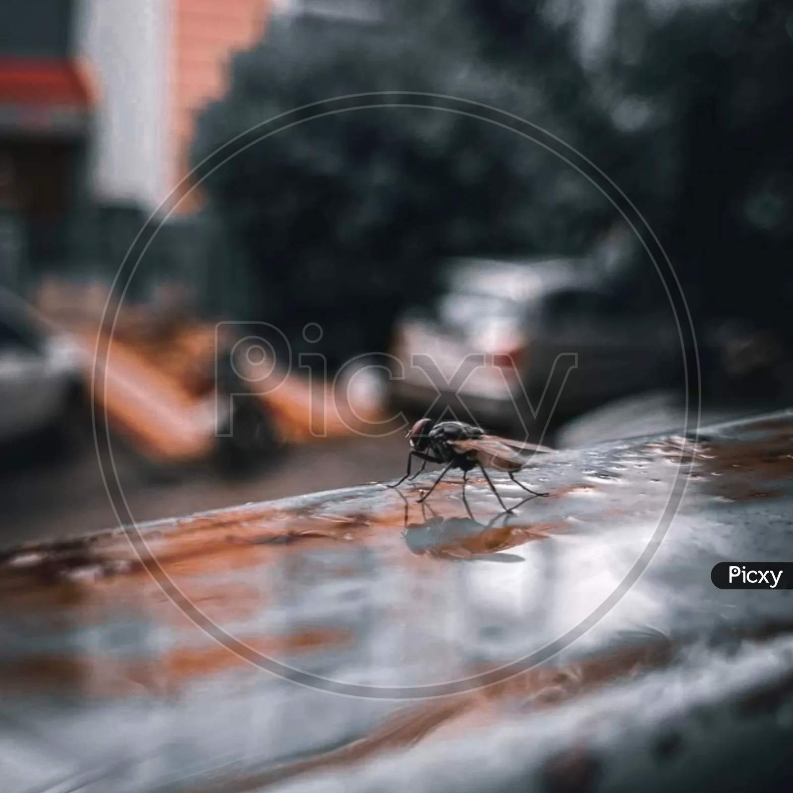 Image of Makhi image-LV942739-Picxy