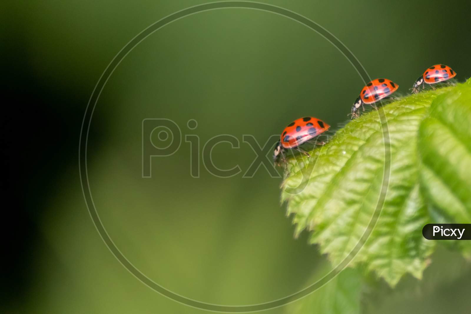 Image of Beautiful black dotted red ladybugs climbing plant with ...