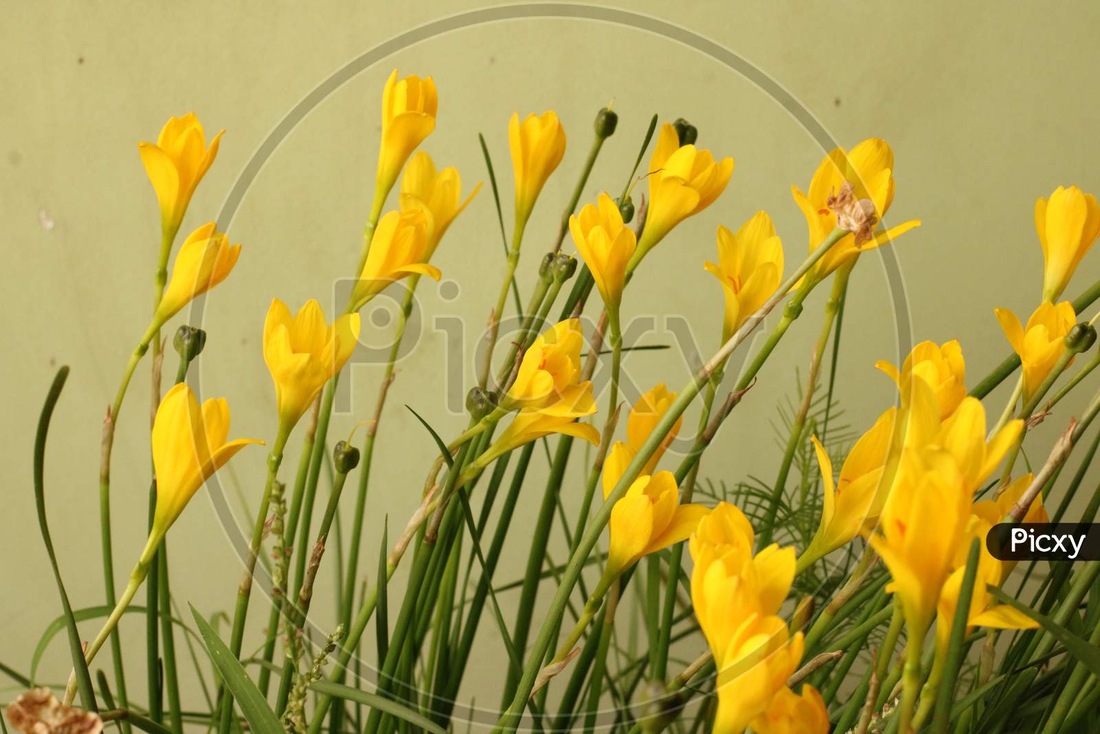 Image of Flower- Zephyranthes Citrina beautiful background for seasons ...