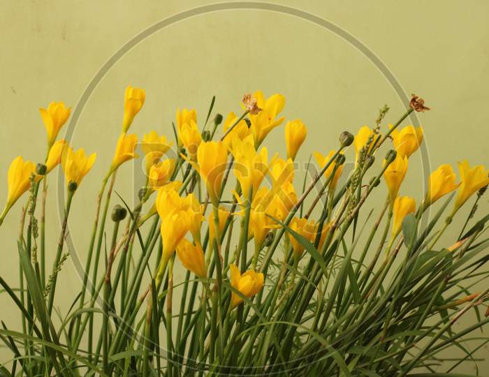 Image of Flower- Zephyranthes Citrina beautiful background for seasons ...