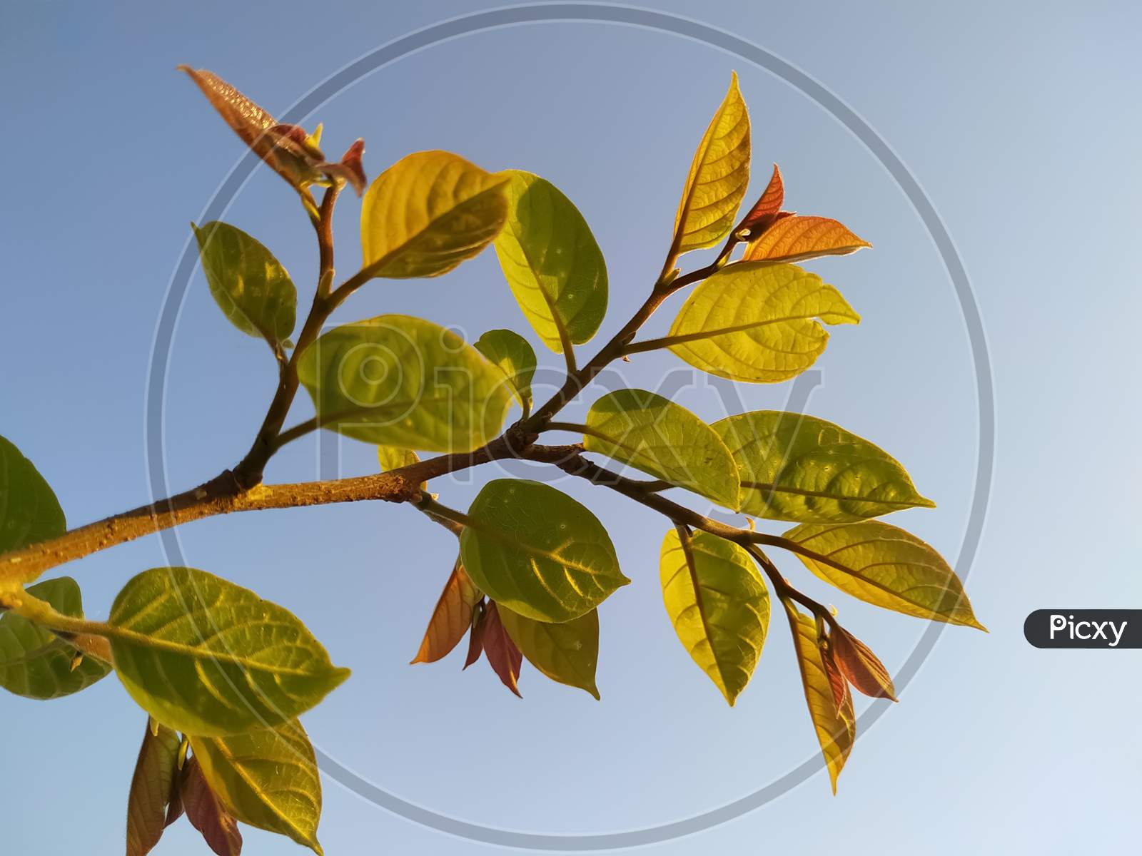 Image of Twig With Fresh Green Leaves Isolated On Blue-VE330627-Picxy