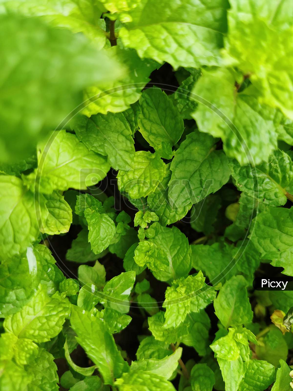 Image of Wonderful Leave Mint-YK073976-Picxy