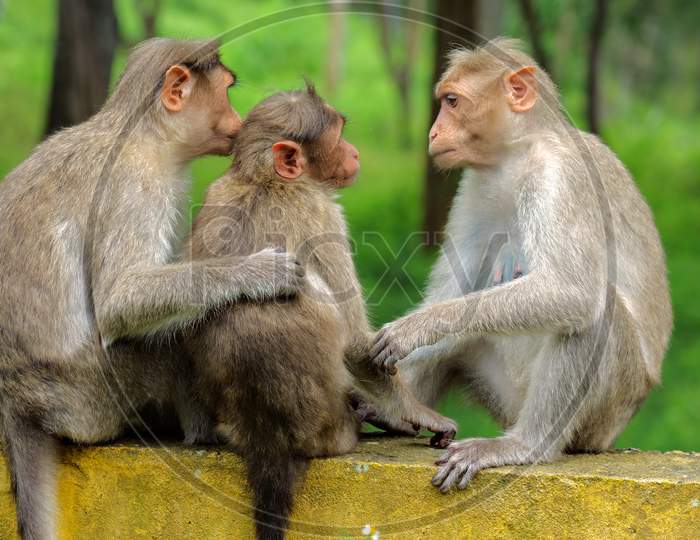 Image of WAYANAD MONKEY FAMILY GLORY OMAN-OG901898-Picxy