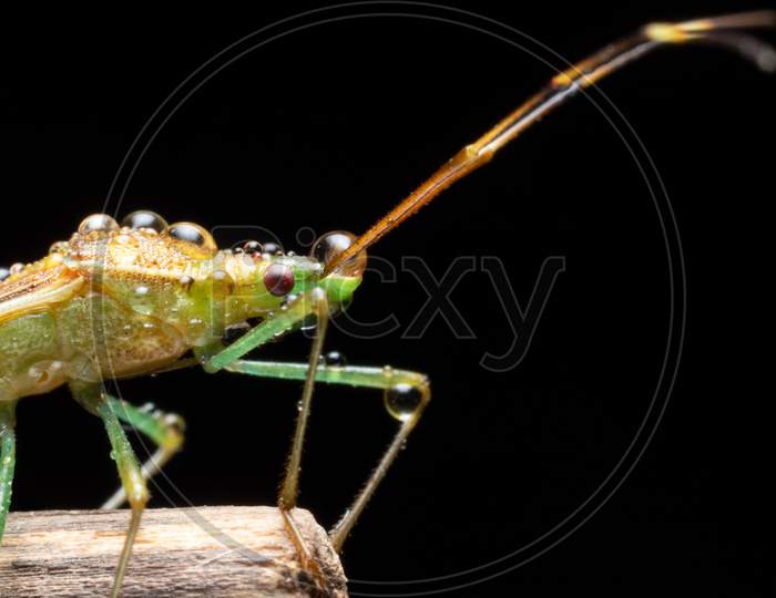 Image of Heteroptera Leptocorisa Acuta On The Age Of Branch Side View ...