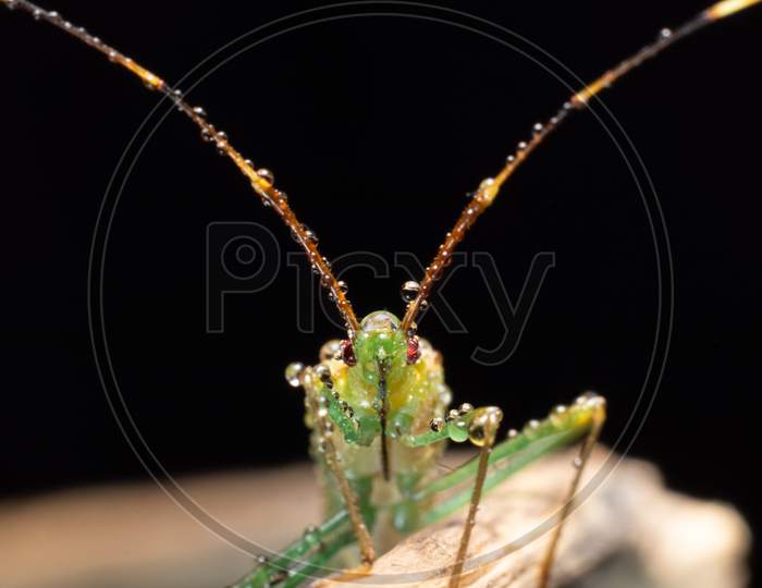 Image of Heteroptera Leptocorisa Acuta On The Age Of Branch Side View ...