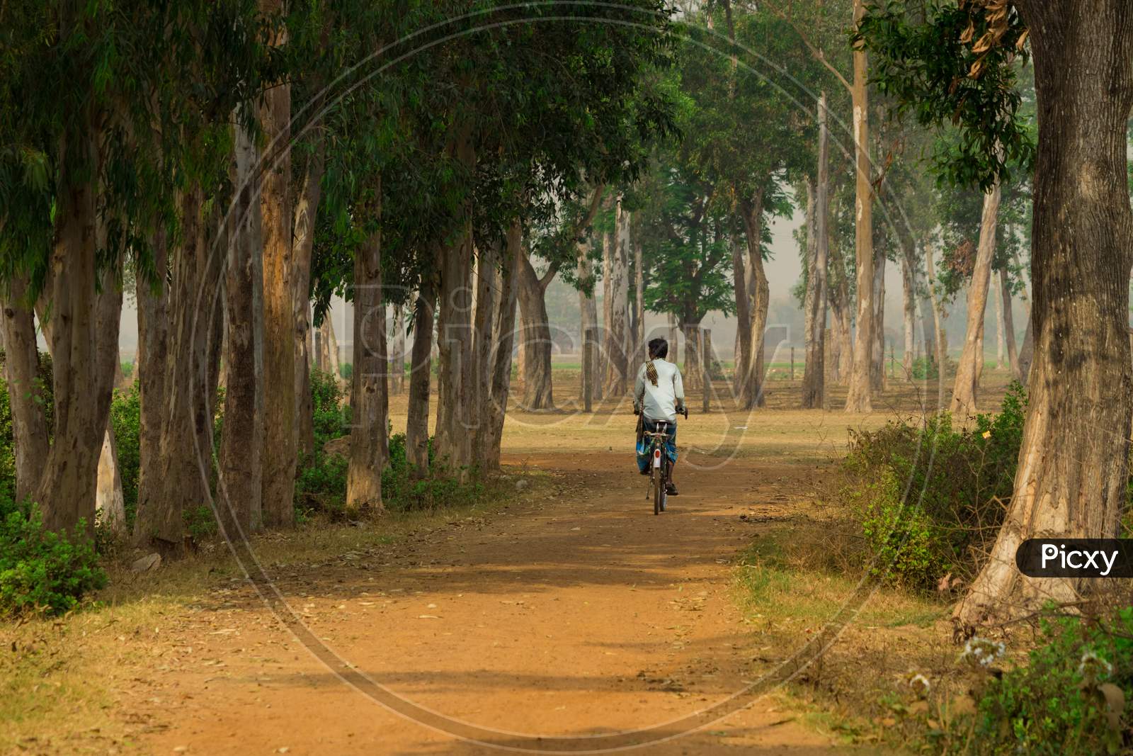 Image of A man travelling with cycle through the village road-WI203367 ...