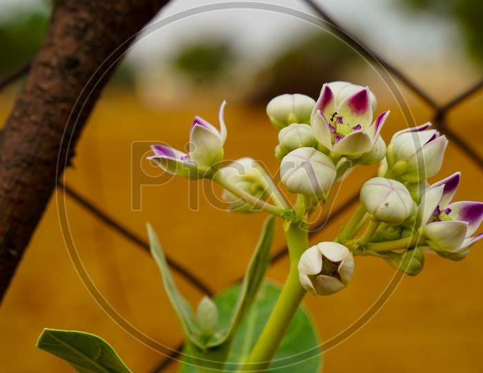 Image of Calotropis Gigantea. 'Aak' Is Also Called 'Madar'. The Two ...