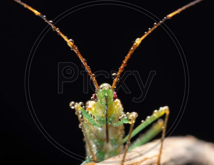 Image of Heteroptera Leptocorisa Acuta On The Age Of Branch Side View ...