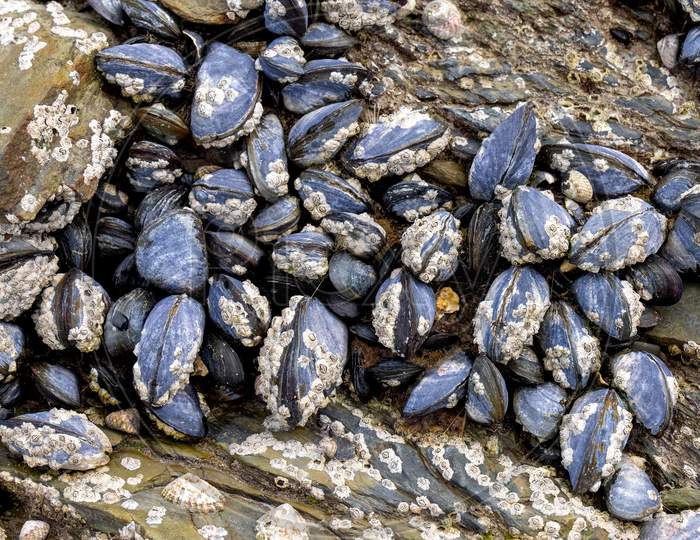 Image of Midye Dolma, Stuffed Mussels Turkish Food With A Beautiful ...