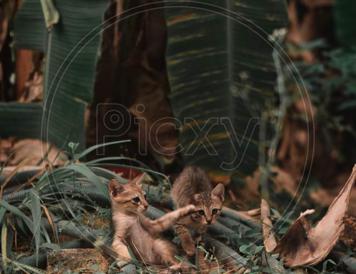 Image of lockdown nature little girl stachu-PN084751-Picxy