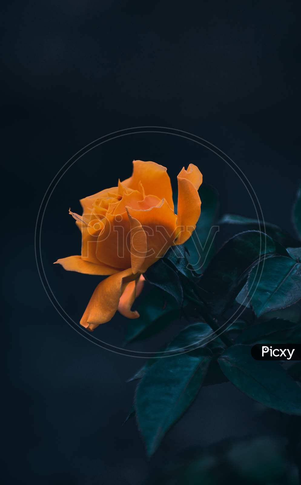 Image of lockdown nature little girl stachu-CV489327-Picxy