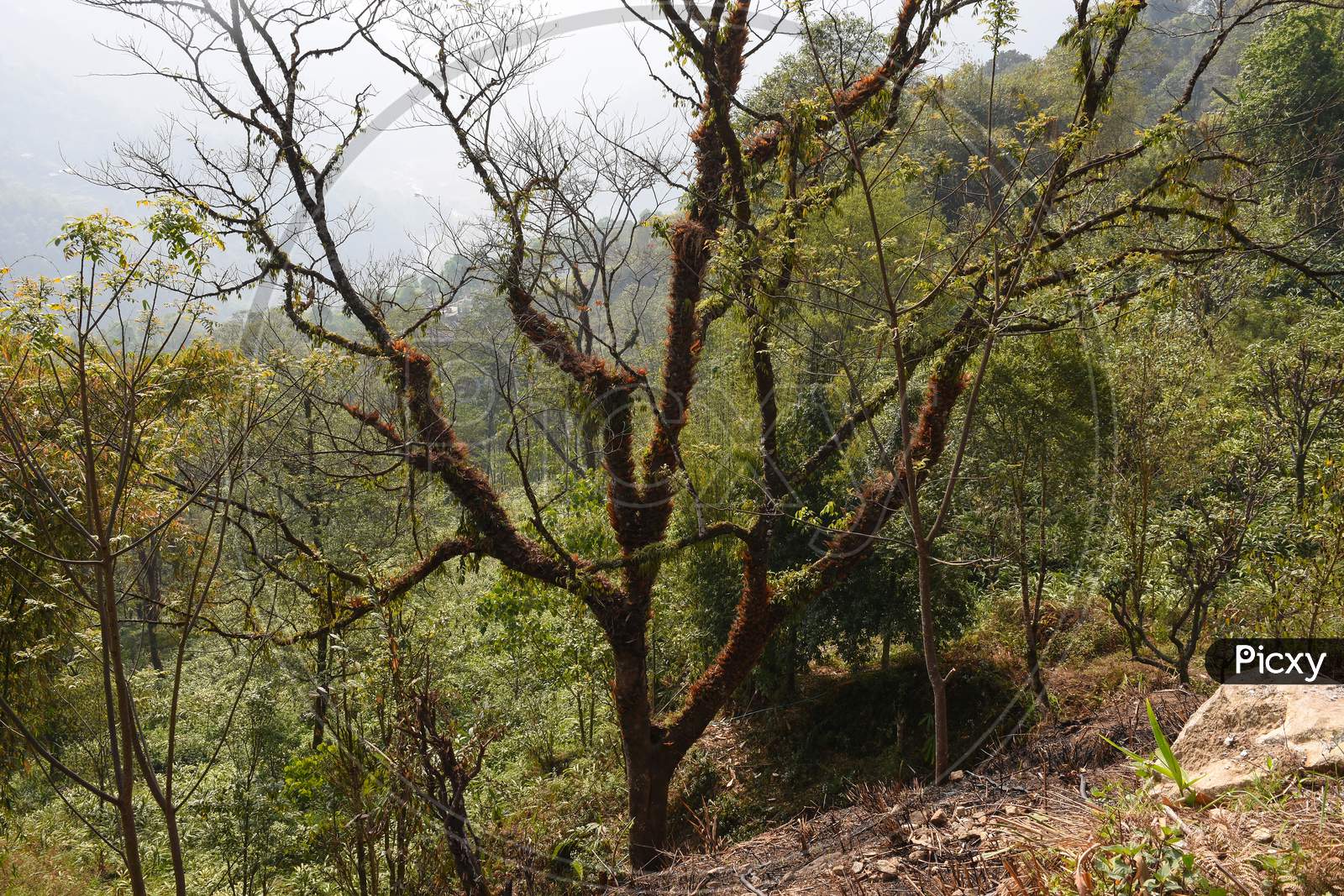 Image of Black Tree Trunk With Blossom, Leaves And Twigs .-WG356753-Picxy