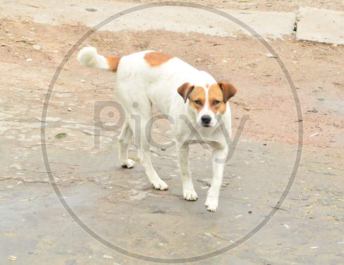 Image of Sheru And Gudru Dog Name In Hind Sleeping On Ground Himachal ...