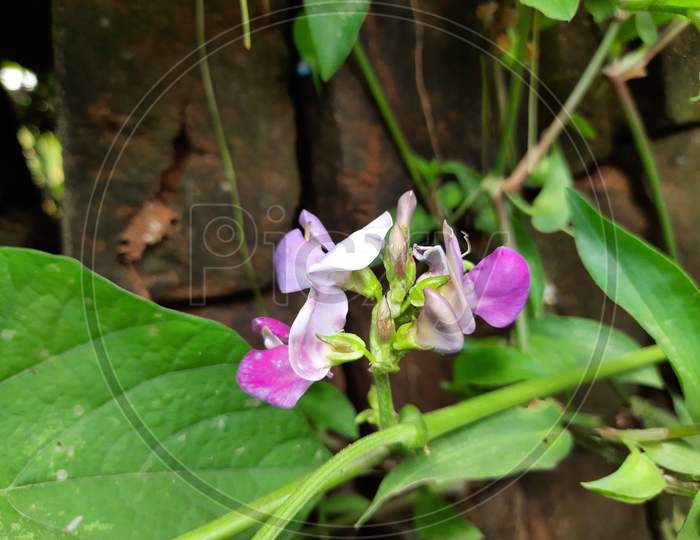 Image of Drained Lablab purpureus in white background.-YH767414-Picxy
