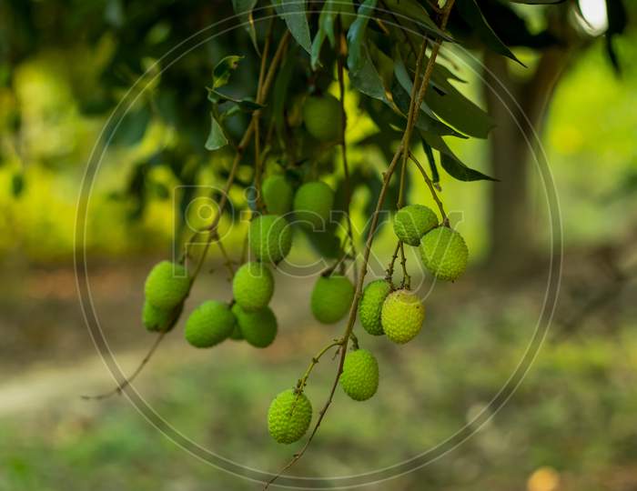 Image of Sour And Sweet Raw Green Lichi Fruits Hang On Top Of The Tree ...