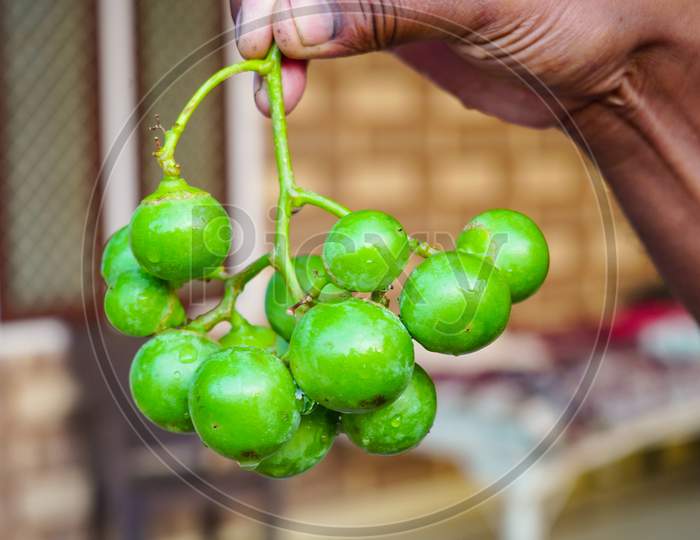 Image of Indian Pickle Fruit Isolated On White I.E. Fragrant Manjack Or ...