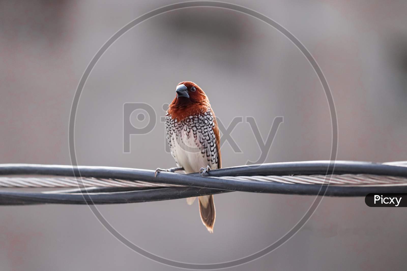 Image of Finches bird , Bird on street wire, Birds photography-NK266902 ...