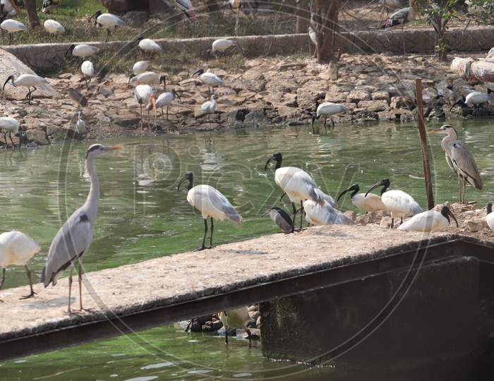 Image of Playful Birds-LA107774-Picxy