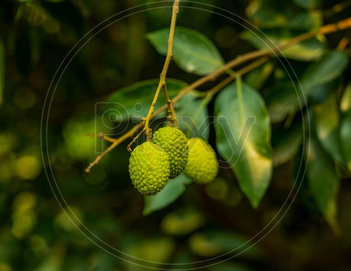 Image of Sour And Sweet Raw Green Lichi Fruits Hang On Top Of The Tree ...