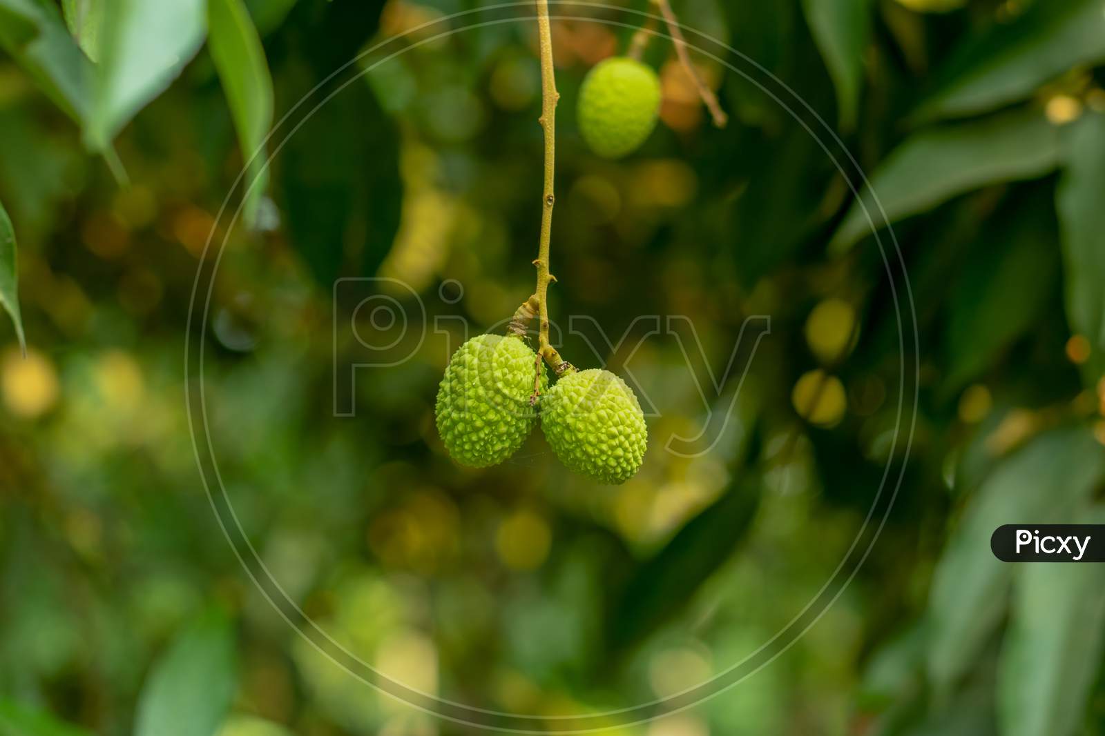 Image of Litchi Or Lichi, An Evergreen Tree And Lychee Is The Genus ...