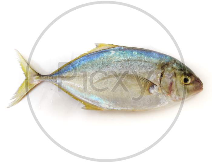 Image of Fresh Malabar Trevally Fish Isolated On White Background ...