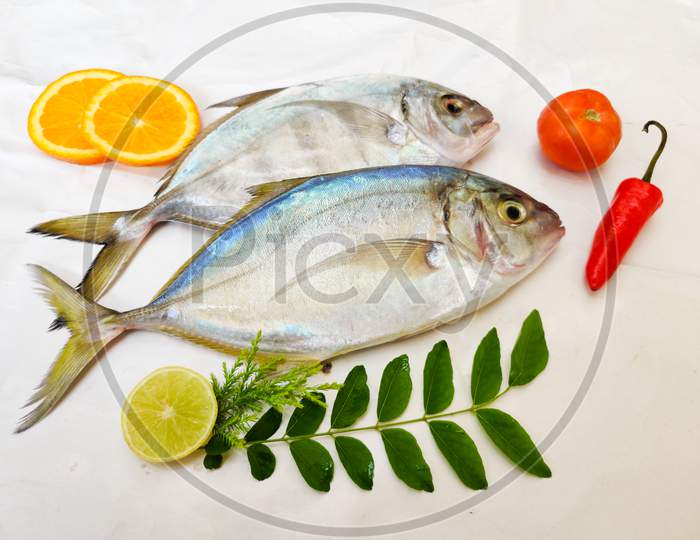 Image of Fresh Malabar Trevally Fish Isolated On White Background ...