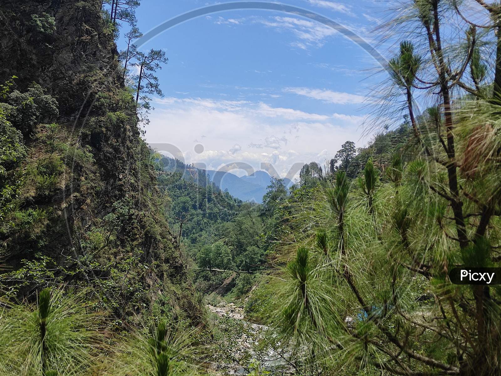 Image of Jungel view-XN193505-Picxy