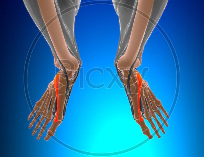 Image of Extensor Hallucis Brevis Muscle Anatomy For Medical Concept 3D ...