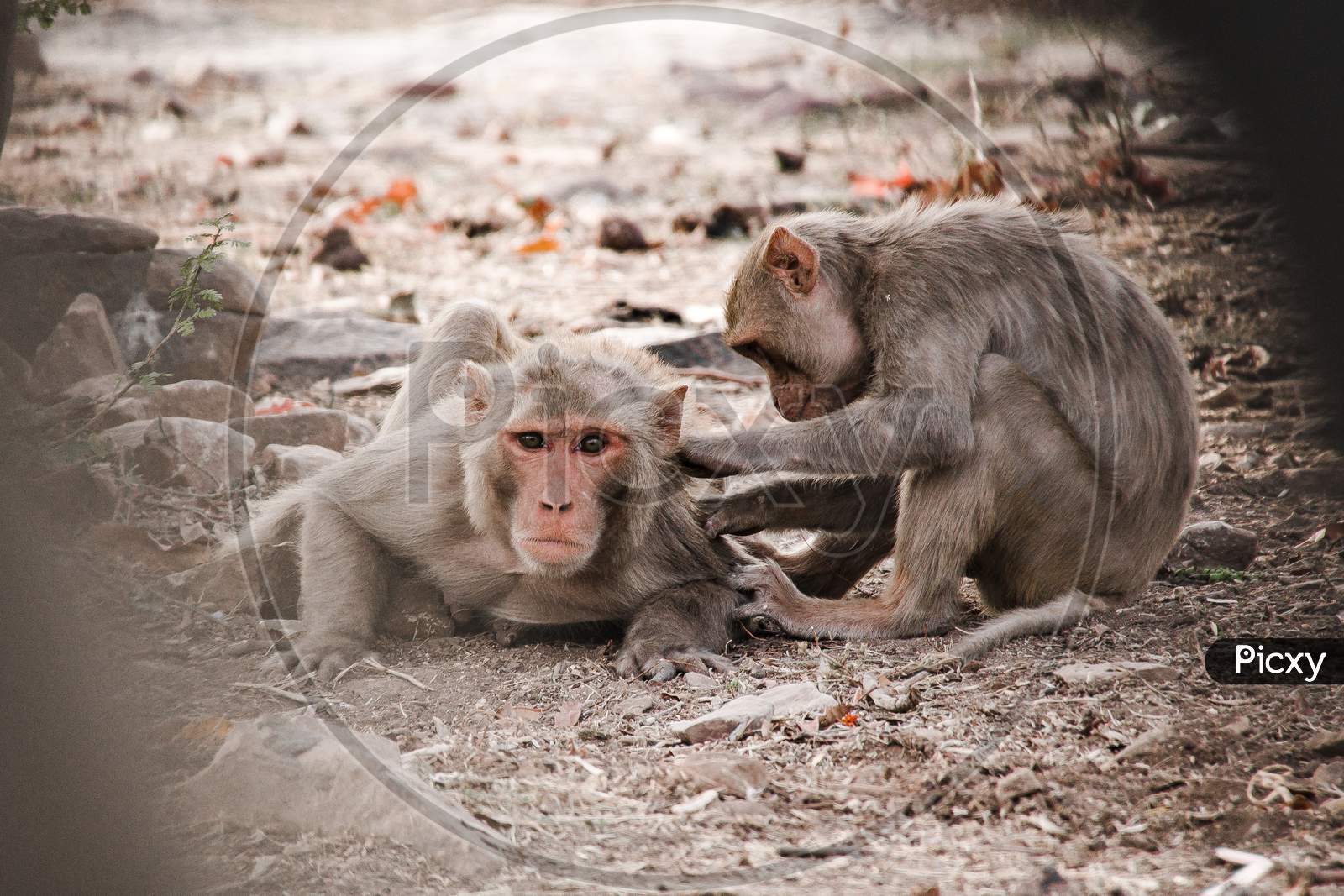 Image of Monkey Reaction-GK380544-Picxy