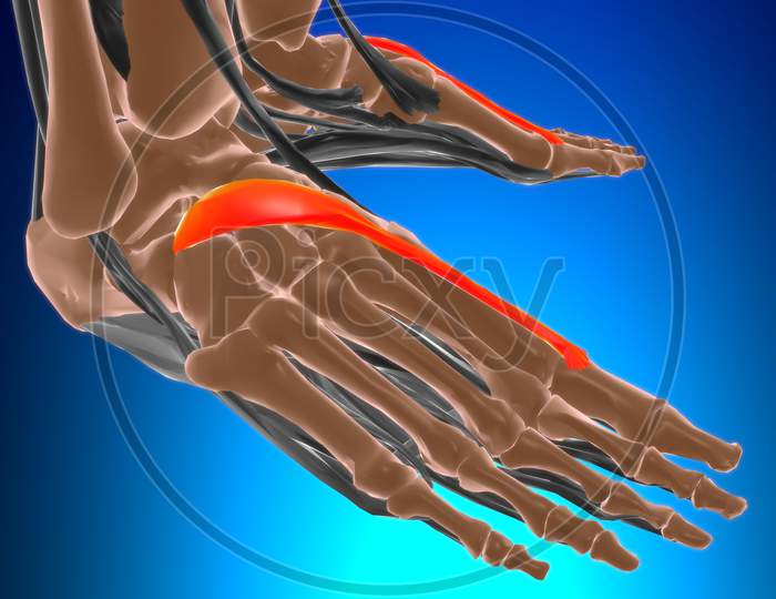 Image of Extensor Hallucis Brevis Muscle Anatomy For Medical Concept 3D ...