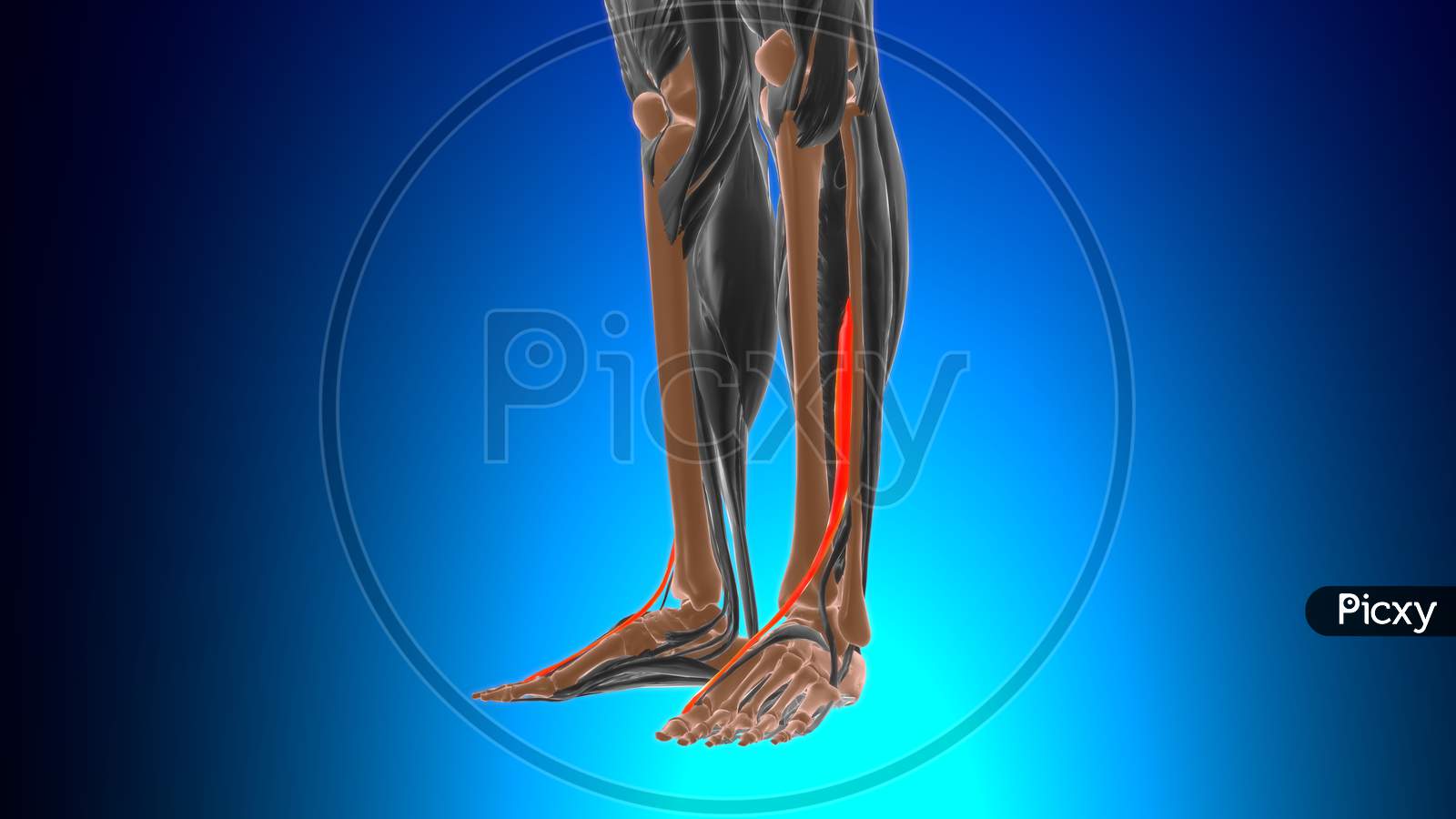 Extensor Hallucis Longus Model Extensor Pollicis Longus • Muscular,
