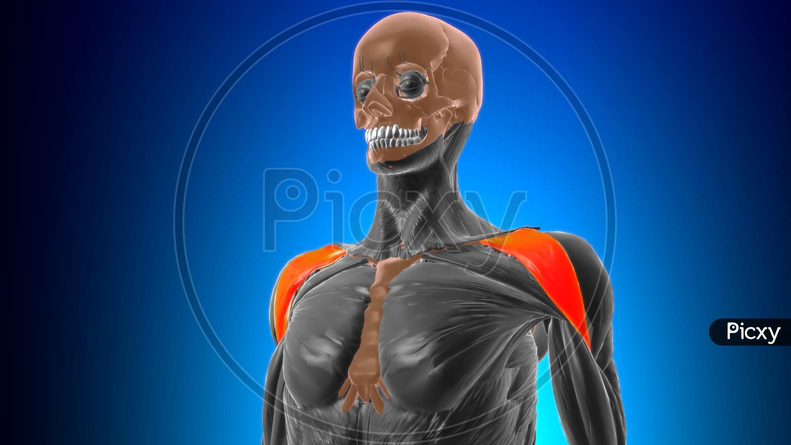 Image of Clavicular Part Of Deltoid Anatomy For Medical Concept 3D ...