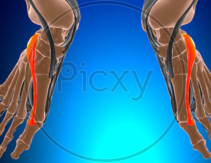 Image of Extensor Hallucis Brevis Muscle Anatomy For Medical Concept 3D ...