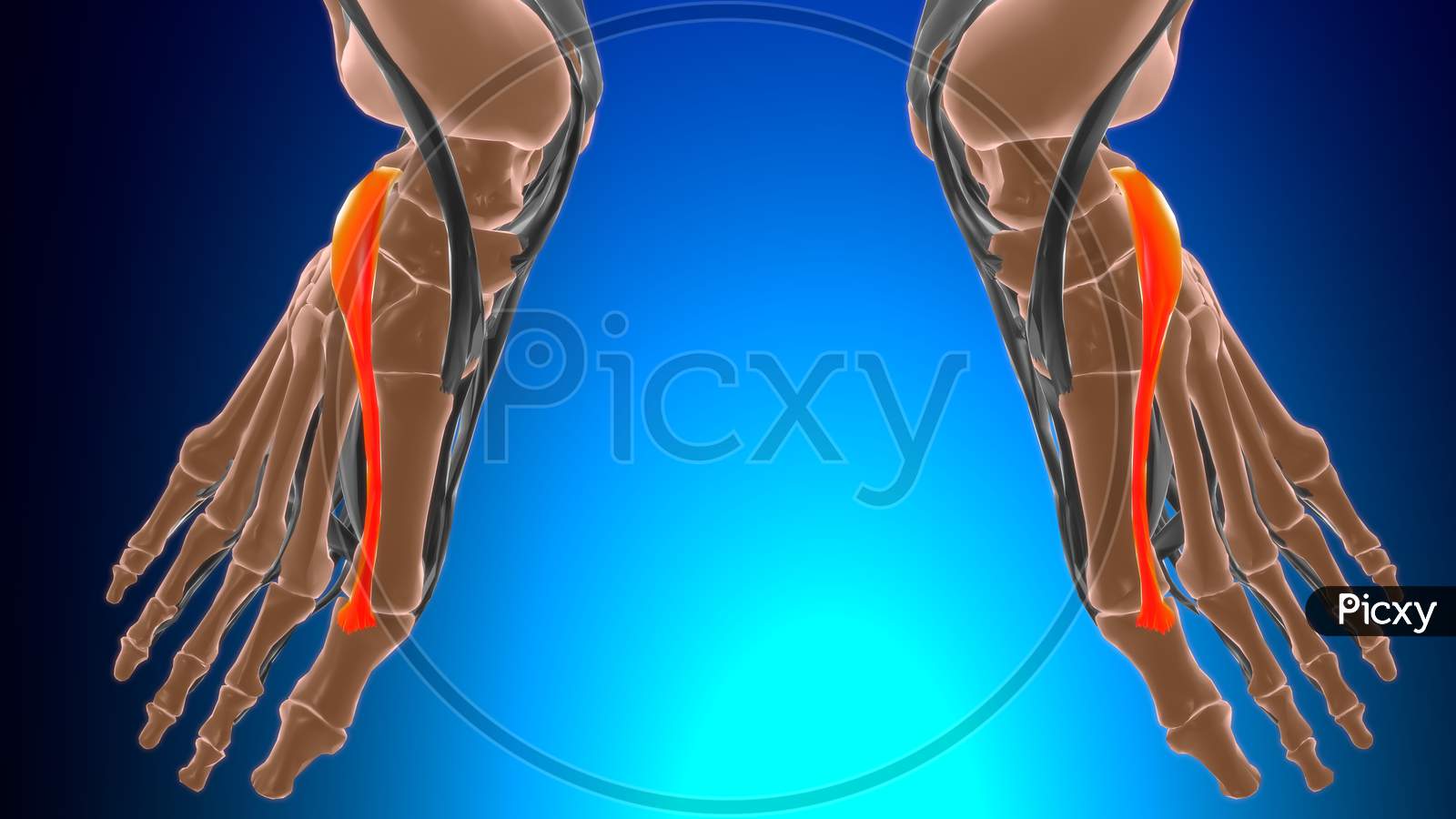 Image of Extensor Hallucis Brevis Muscle Anatomy For Medical Concept 3D ...