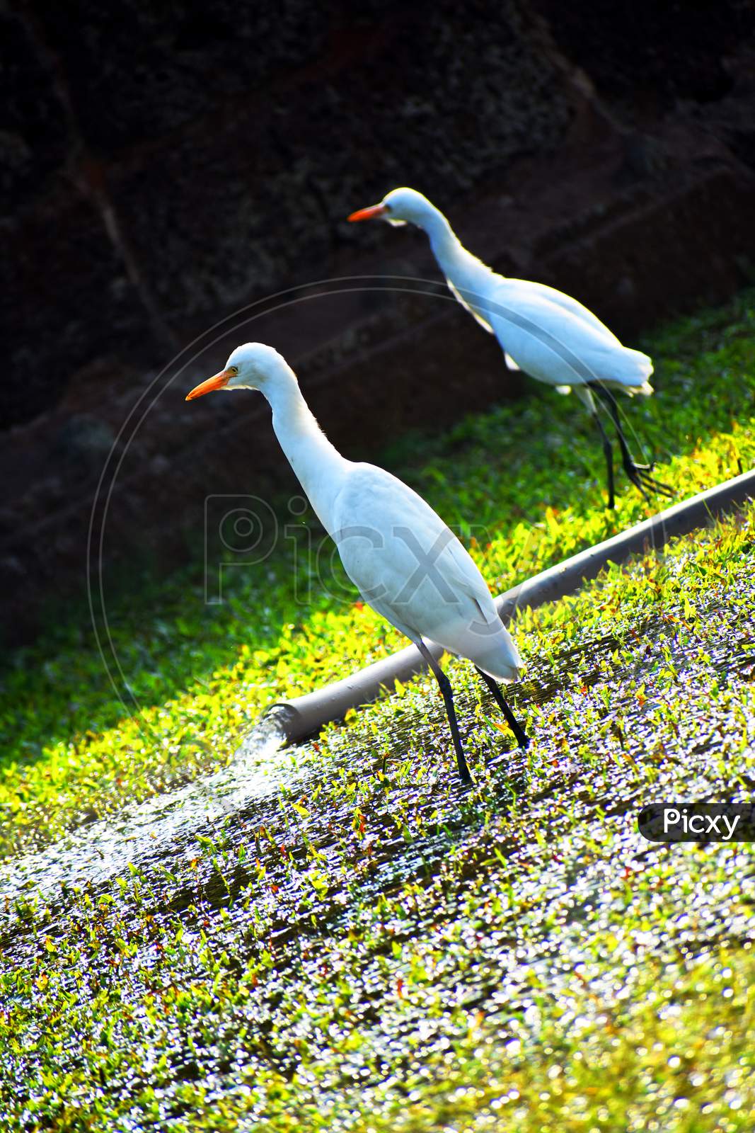 Image of Bagula bird image In Odisha-BA319253-Picxy