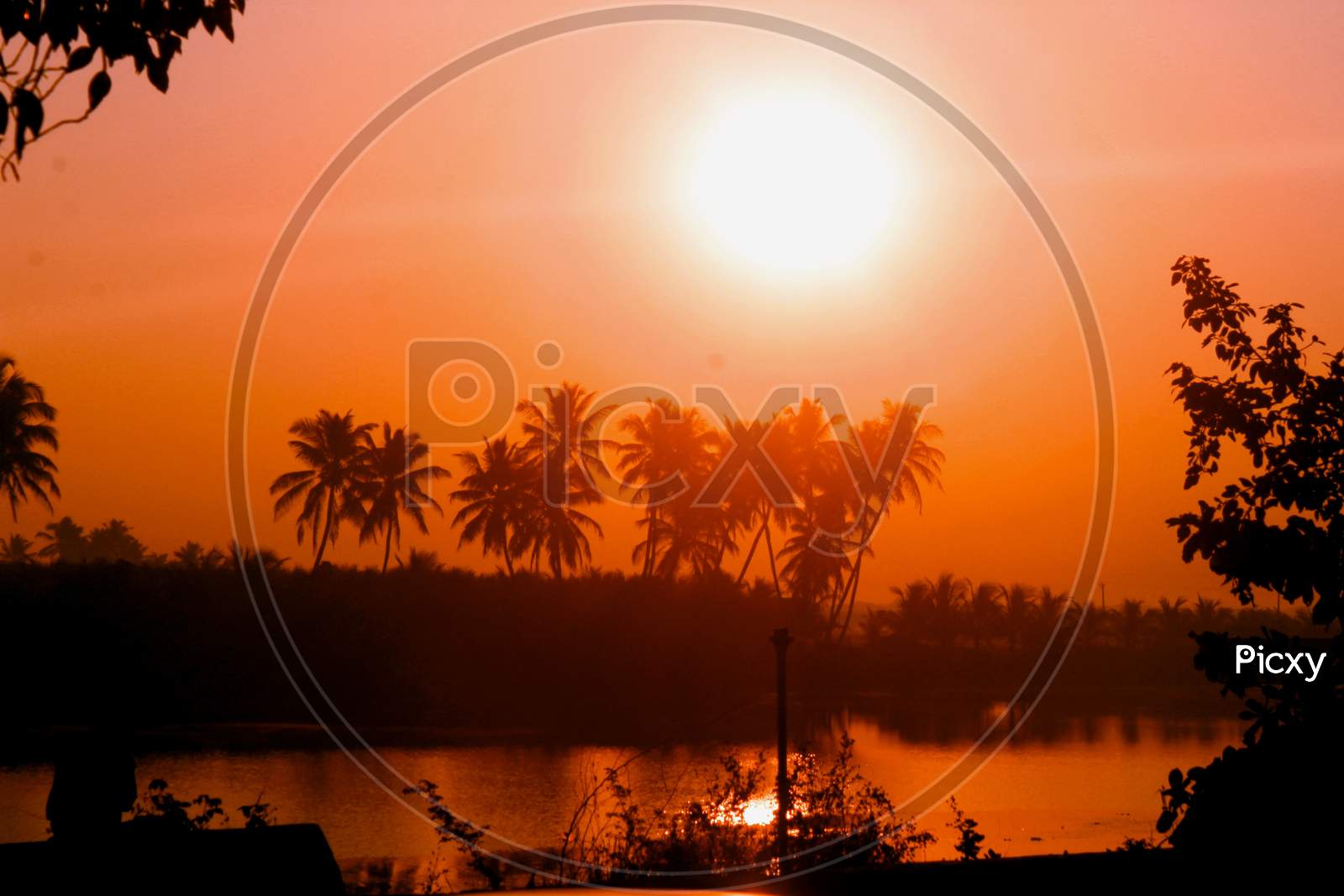 Image of Palm trees Sunset-UD648200-Picxy