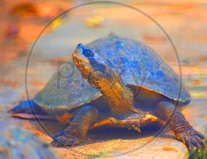 Image of Bagula bird image In Odisha-BA319253-Picxy