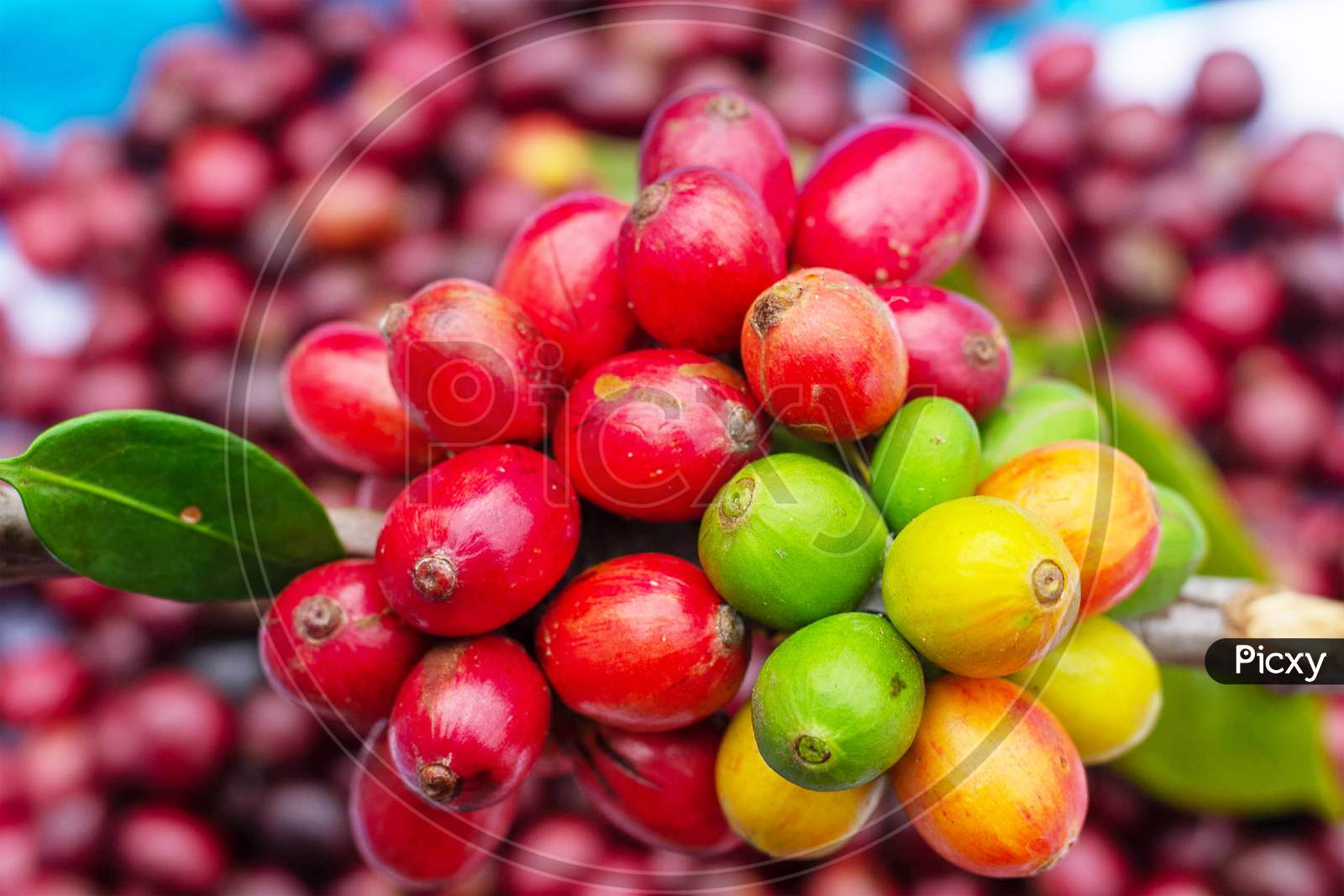 Image of Big Coffee,Laos Coffee,Pakxong Coffee Fruits Farming In Asia ...