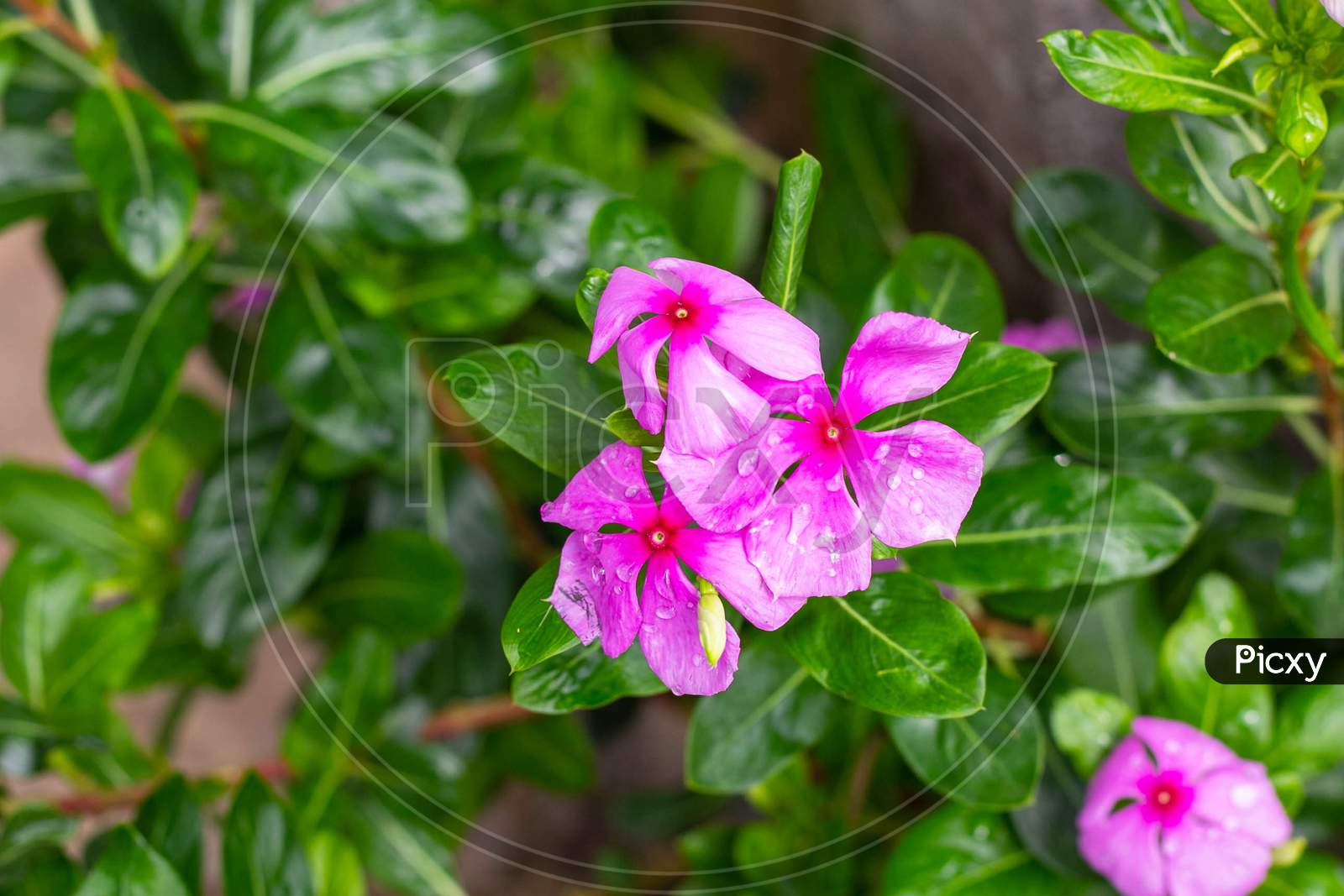 All Indian Flowers Name With Images | Best Flower Site