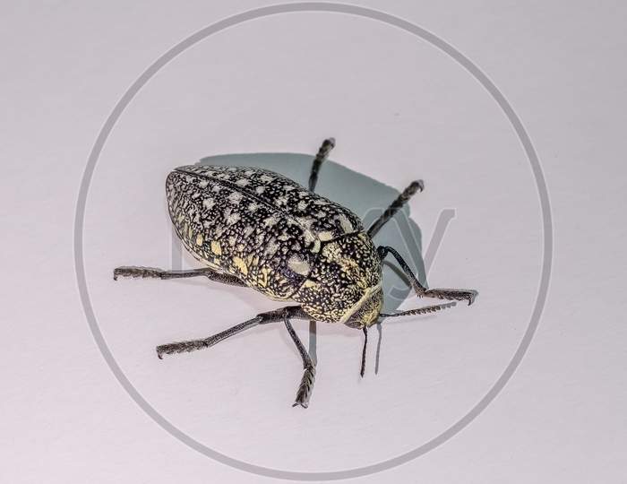 Image of The Sulphurous Jewel Beetle (Julodis Euphratica), Insect In ...