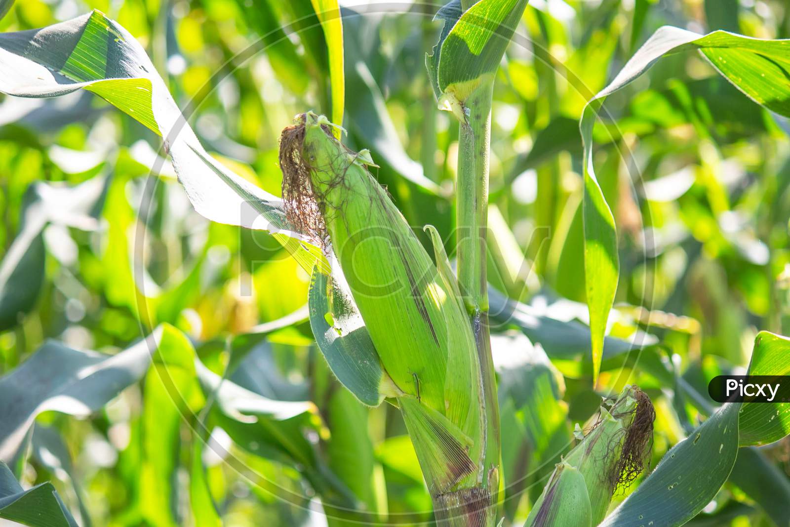 Image of Corn In Garden,Beauty Corn Flower Green Corn Field In Asia ...