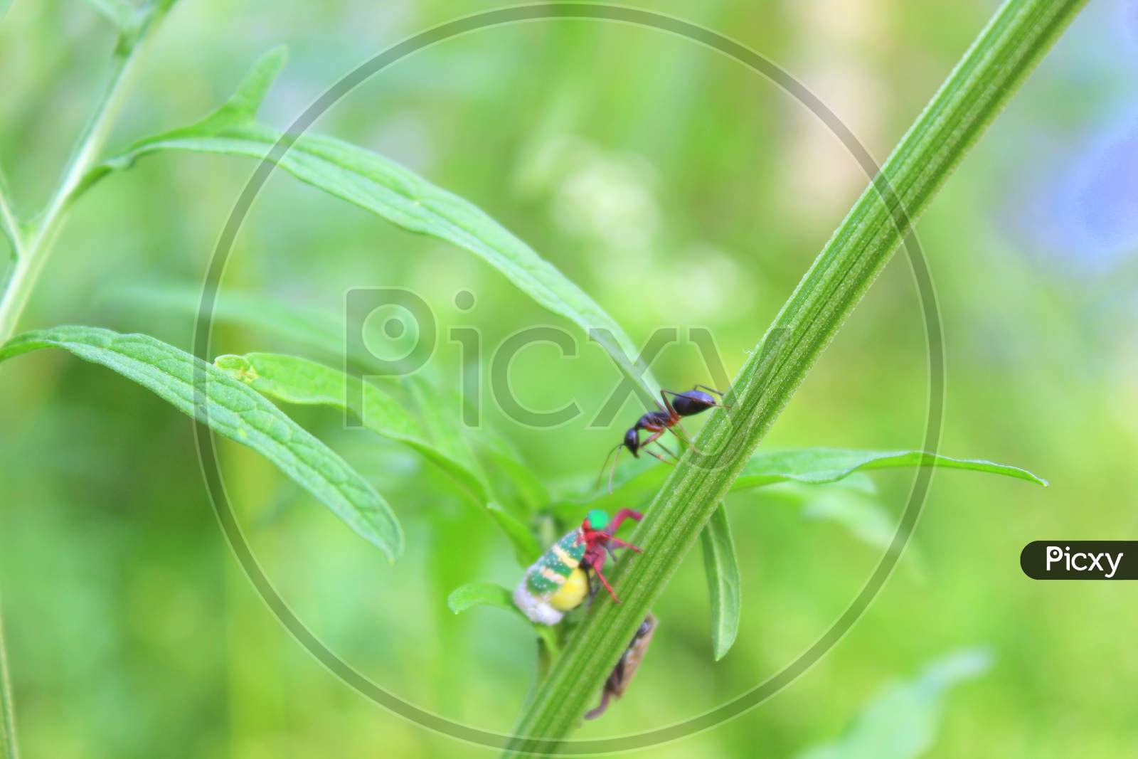 Image of Insect fighting-VZ174341-Picxy