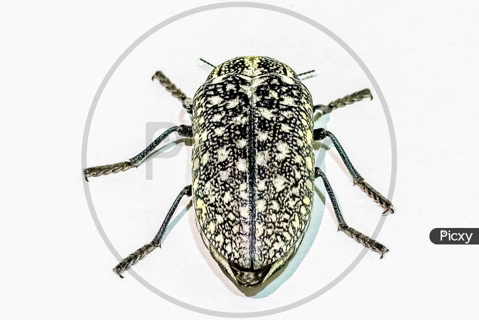 Image of The Sulphurous Jewel Beetle (Julodis Euphratica), Insect In ...