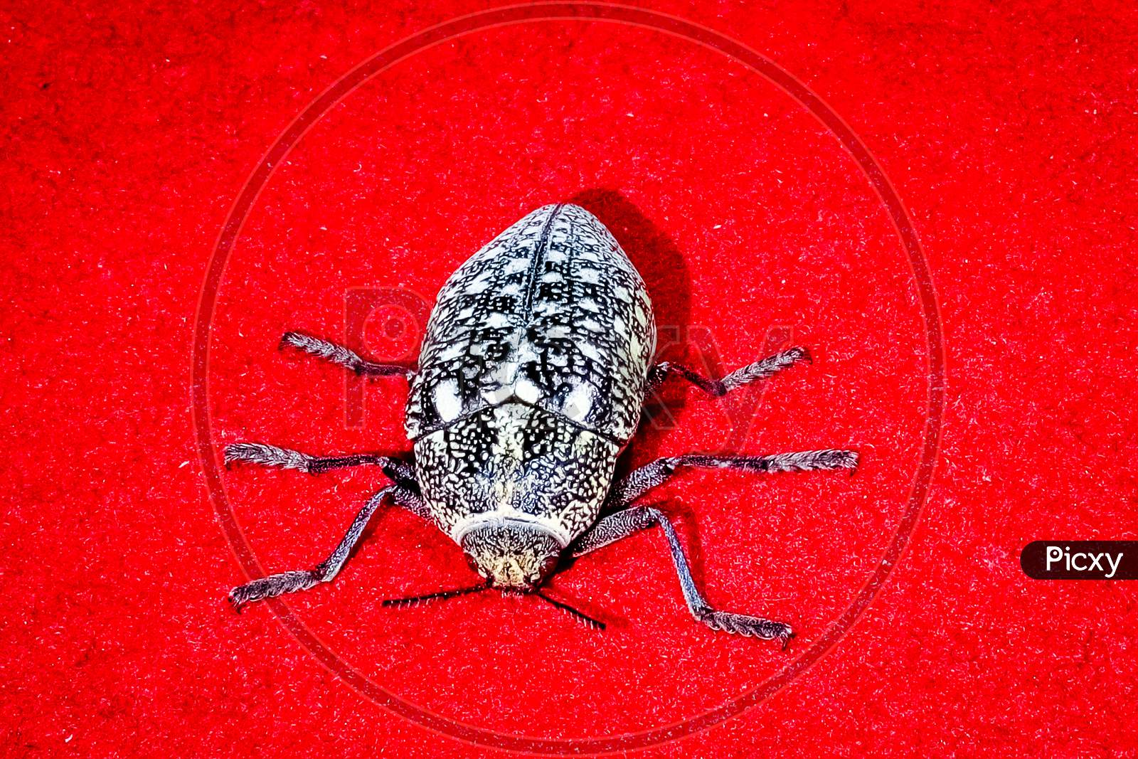 Image of The Sulphurous Jewel Beetle (Julodis Euphratica), Insect In ...