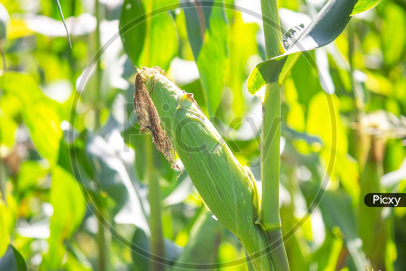 Image of Corn In Garden,Beauty Corn Flower Green Corn Field In Asia ...
