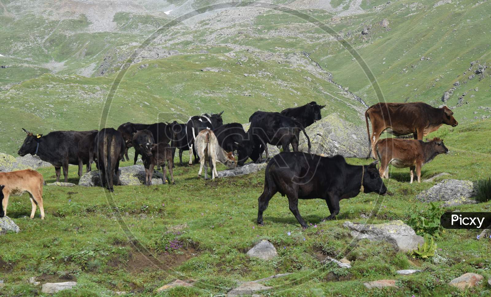 Image of view of kinnaur Himachal pradesh-CR928293-Picxy