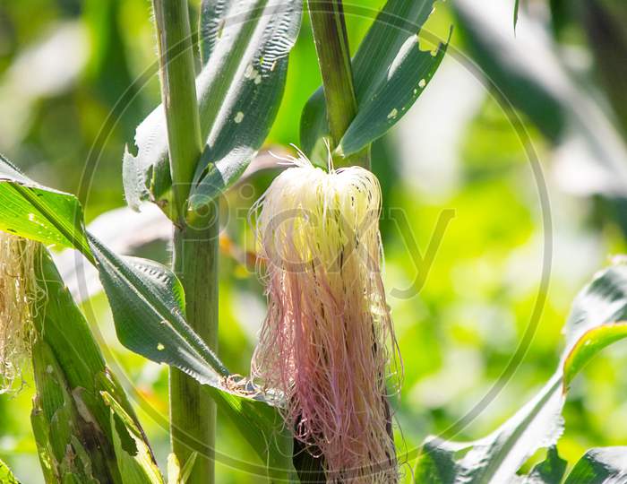 Image of Corn In Garden,Beauty Corn Flower Green Corn Field In Asia ...