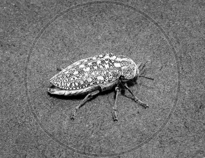 Image of The Sulphurous Jewel Beetle (Julodis Euphratica), Insect In ...