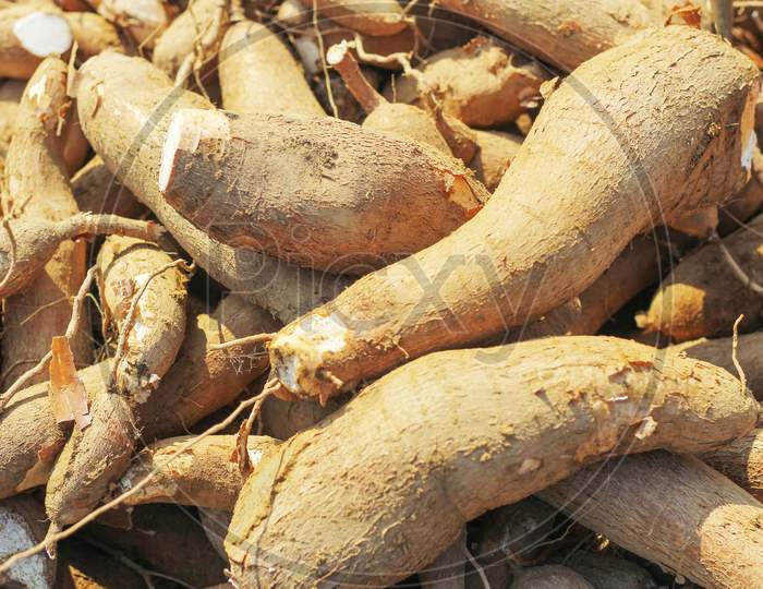 Image of Big Manioc Or Tapioca Plant, Genus Manihot,Cassava In Garden ...